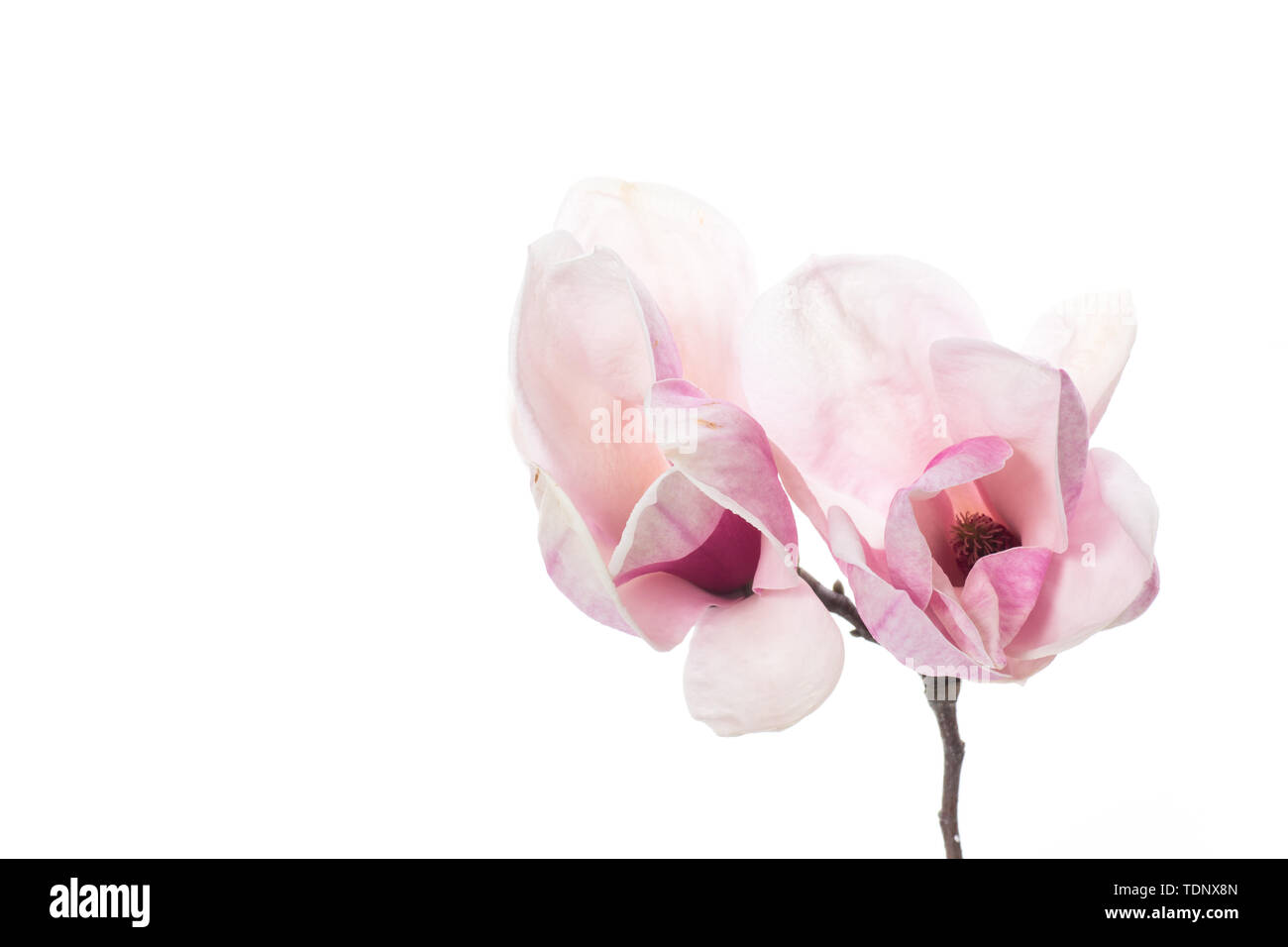Southern magnolia tree Cut Out Stock Images & Pictures - Alamy
