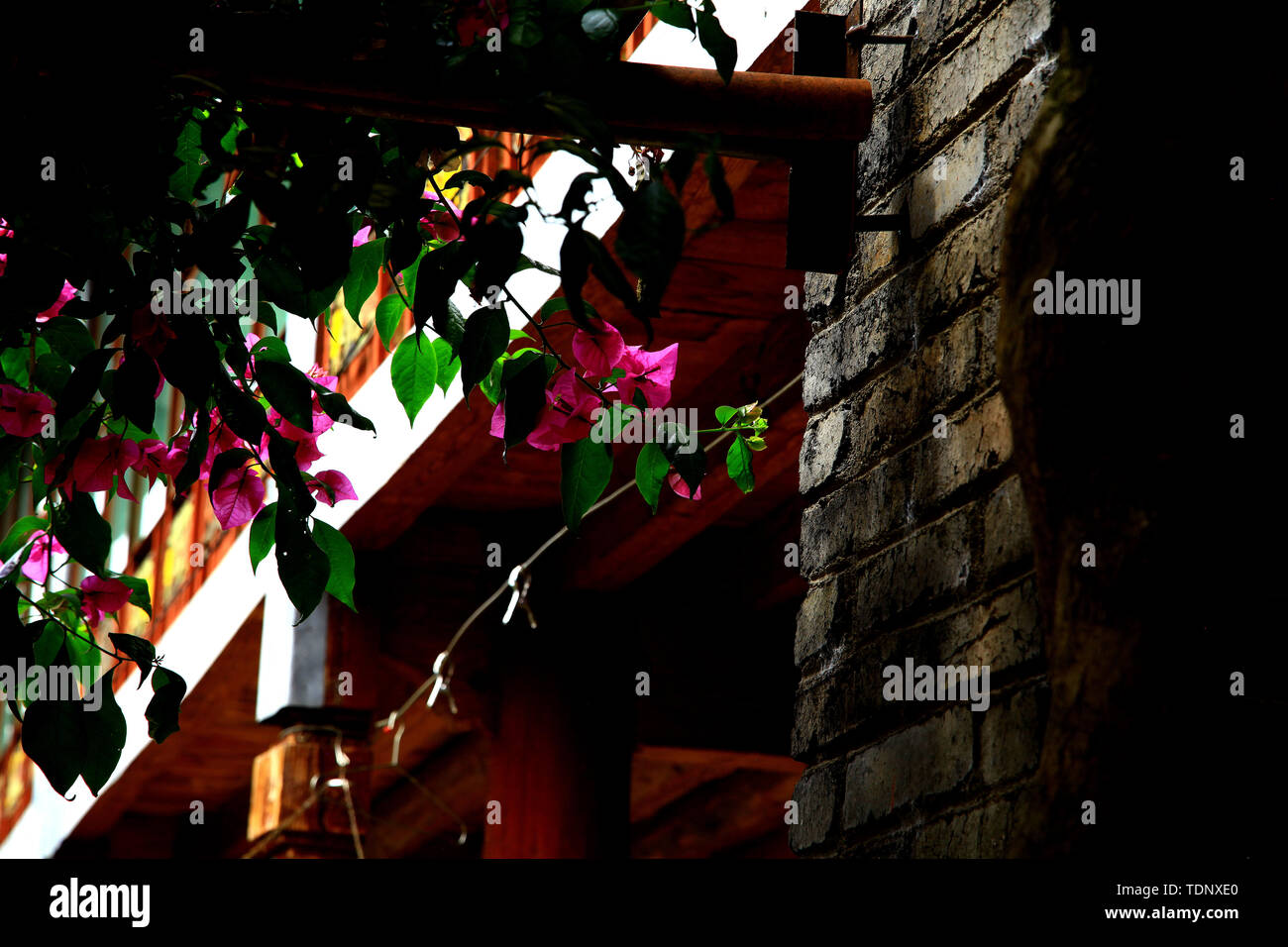 Shangri-La white land, wild flowers, Yunnan Stock Photo - Alamy