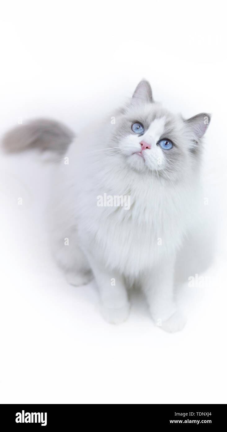 Muppet cat hi-res stock photography and images - Alamy