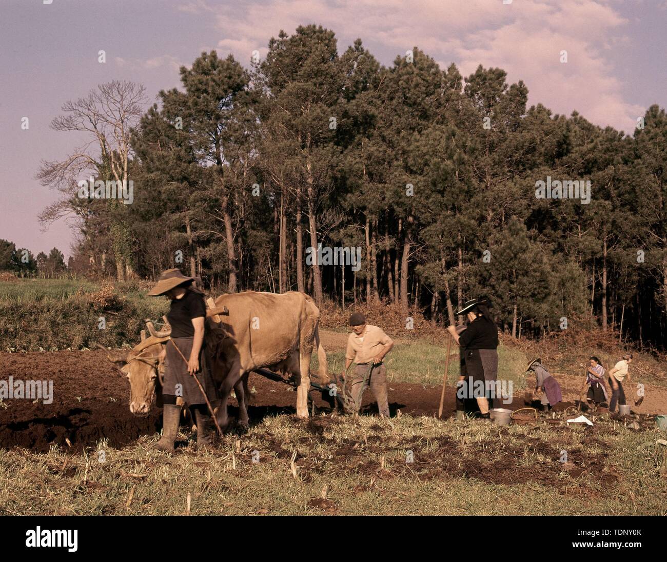Trabajando labrador hi-res stock photography and images - Alamy