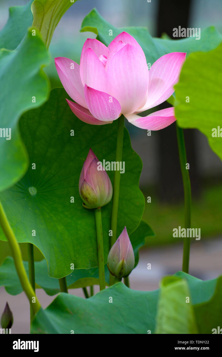 A set of lotus pictures Stock Photo - Alamy