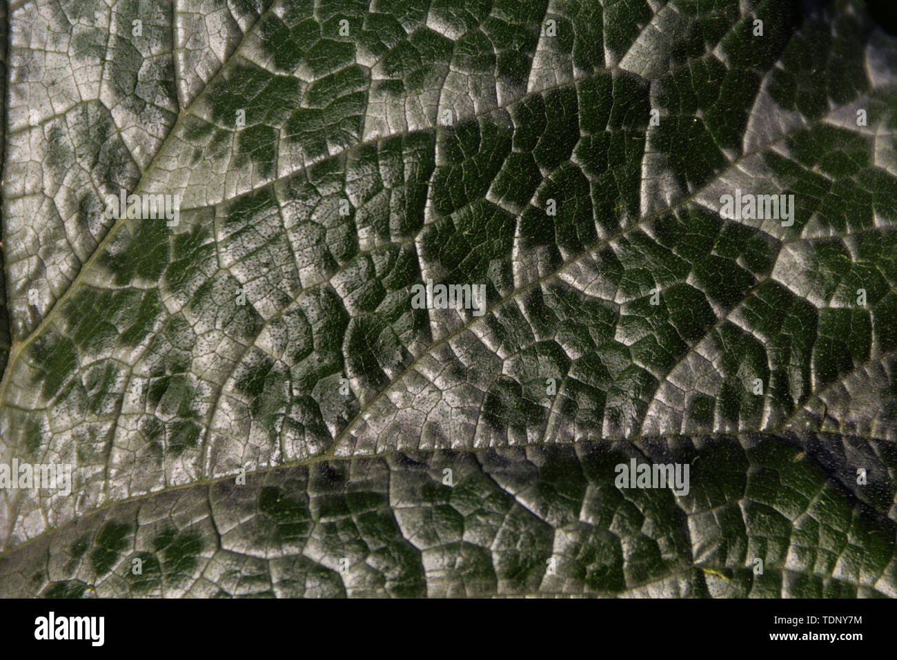 Closeup of a healthy, green zucchini leaf showing its veins.background ...
