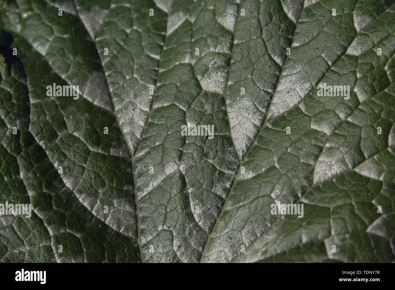 Closeup of a healthy, green zucchini leaf showing its veins.background ...