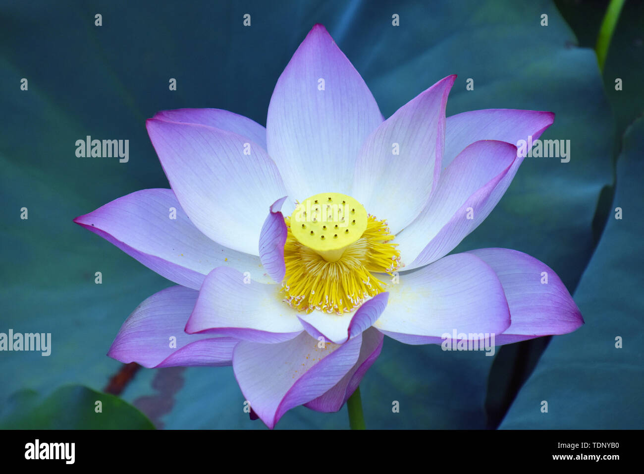 The appearance of summer lotus Stock Photo - Alamy