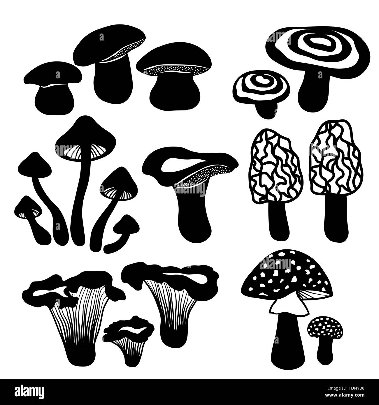 Set templates mushrooms. White mushroom, the fly agaric, chanterelles ...