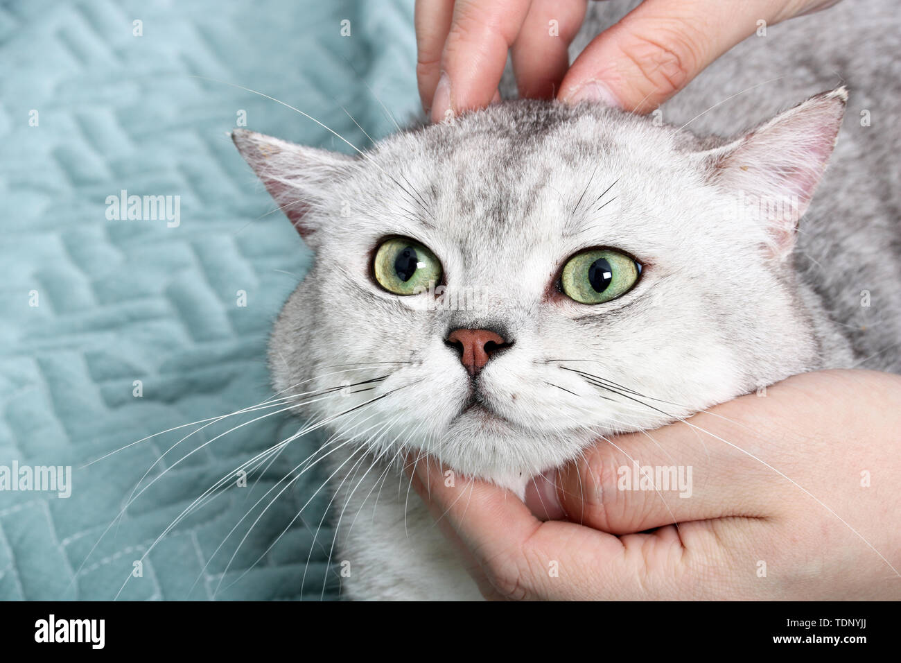 Cute short-haired cat Stock Photo - Alamy