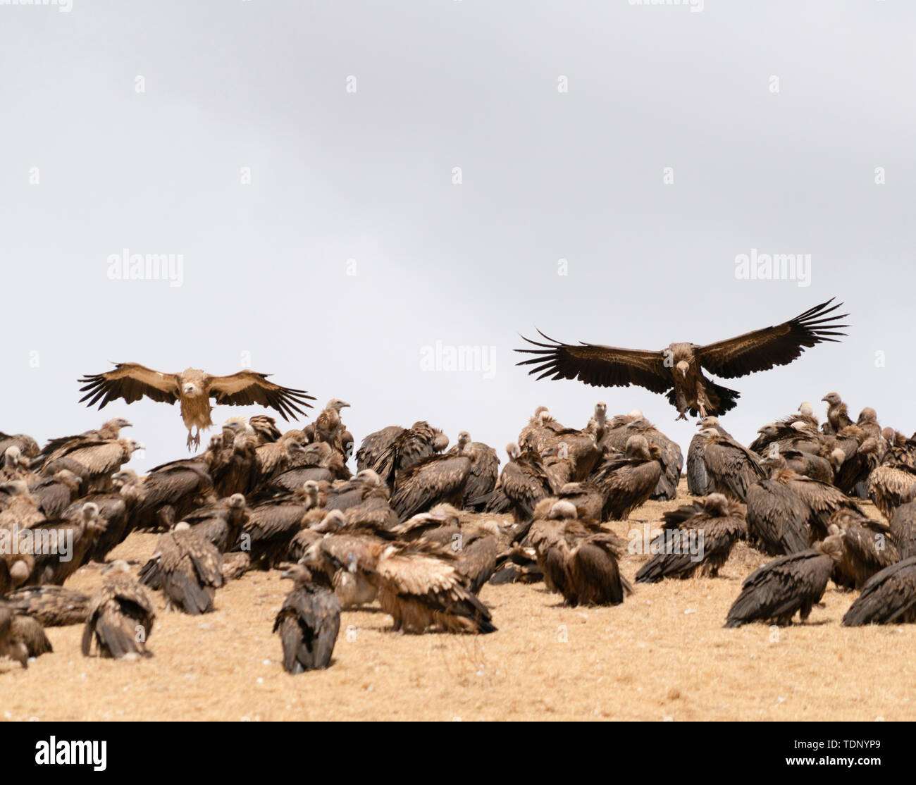 Heavenly burial platform vulture Stock Photo - Alamy