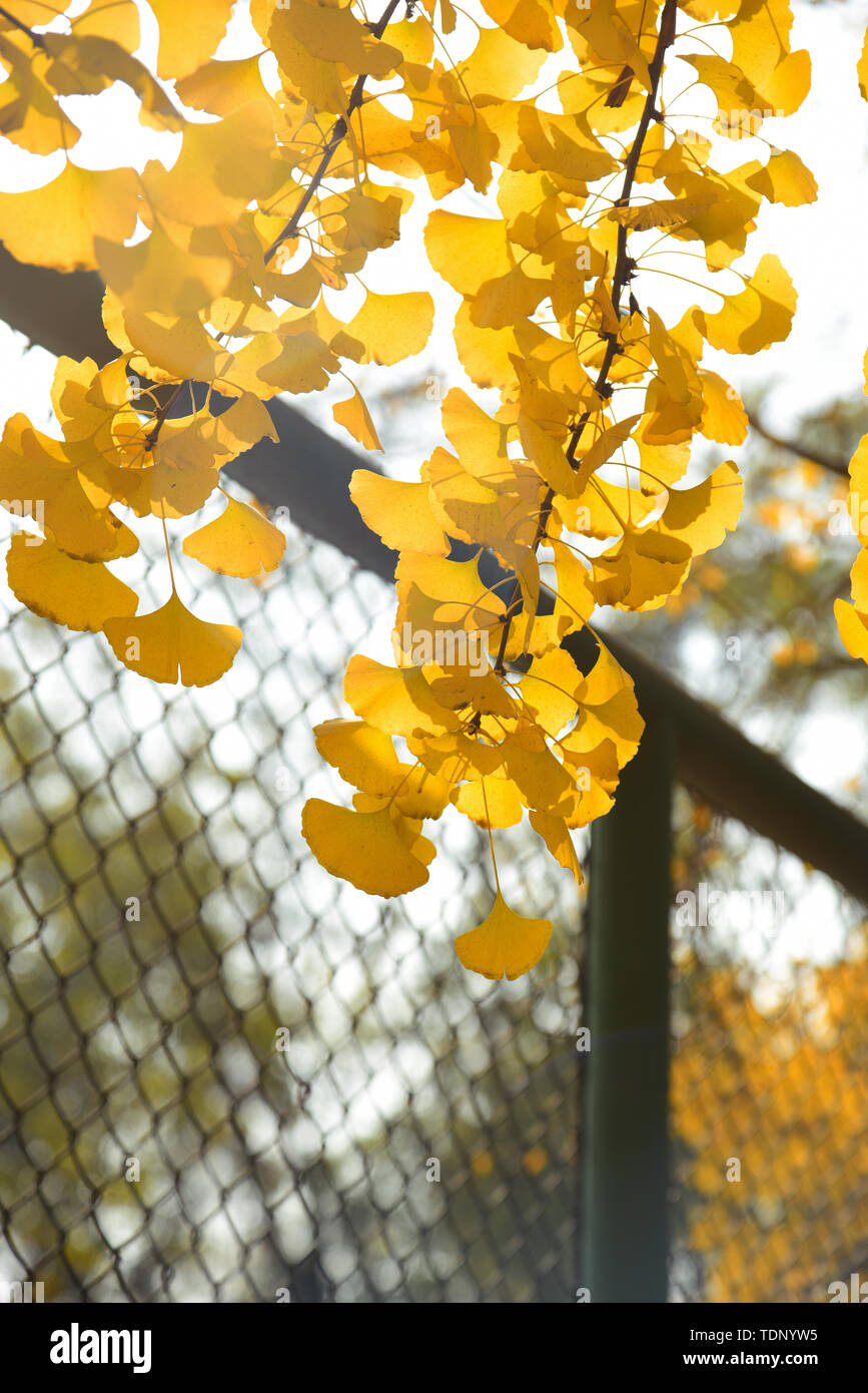 Golden Ginkgo biloba Stock Photo - Alamy