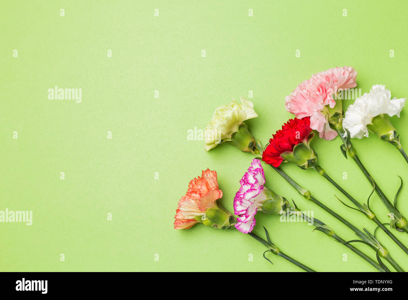 A beautiful carnation in full bloom Stock Photo - Alamy