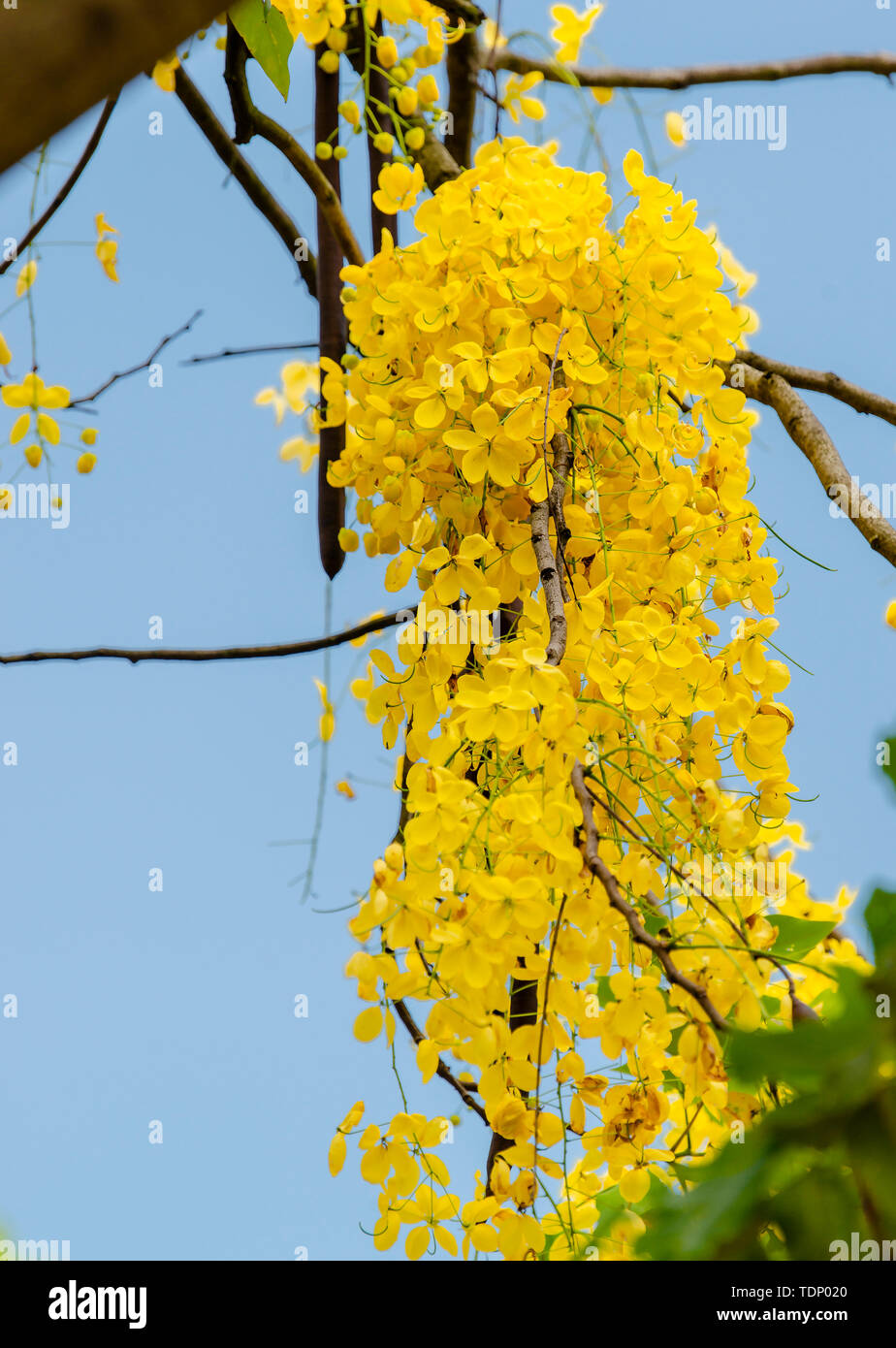 Gold chain flowers Stock Photo - Alamy