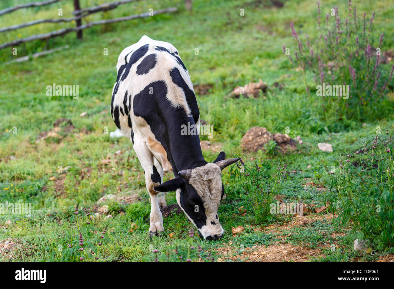 Cows in Inner Mongolia Stock Photo - Alamy