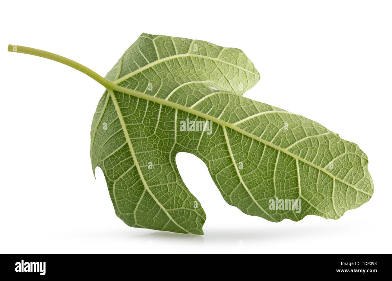 Natural green fig leaf Cut Out Stock Images & Pictures - Alamy