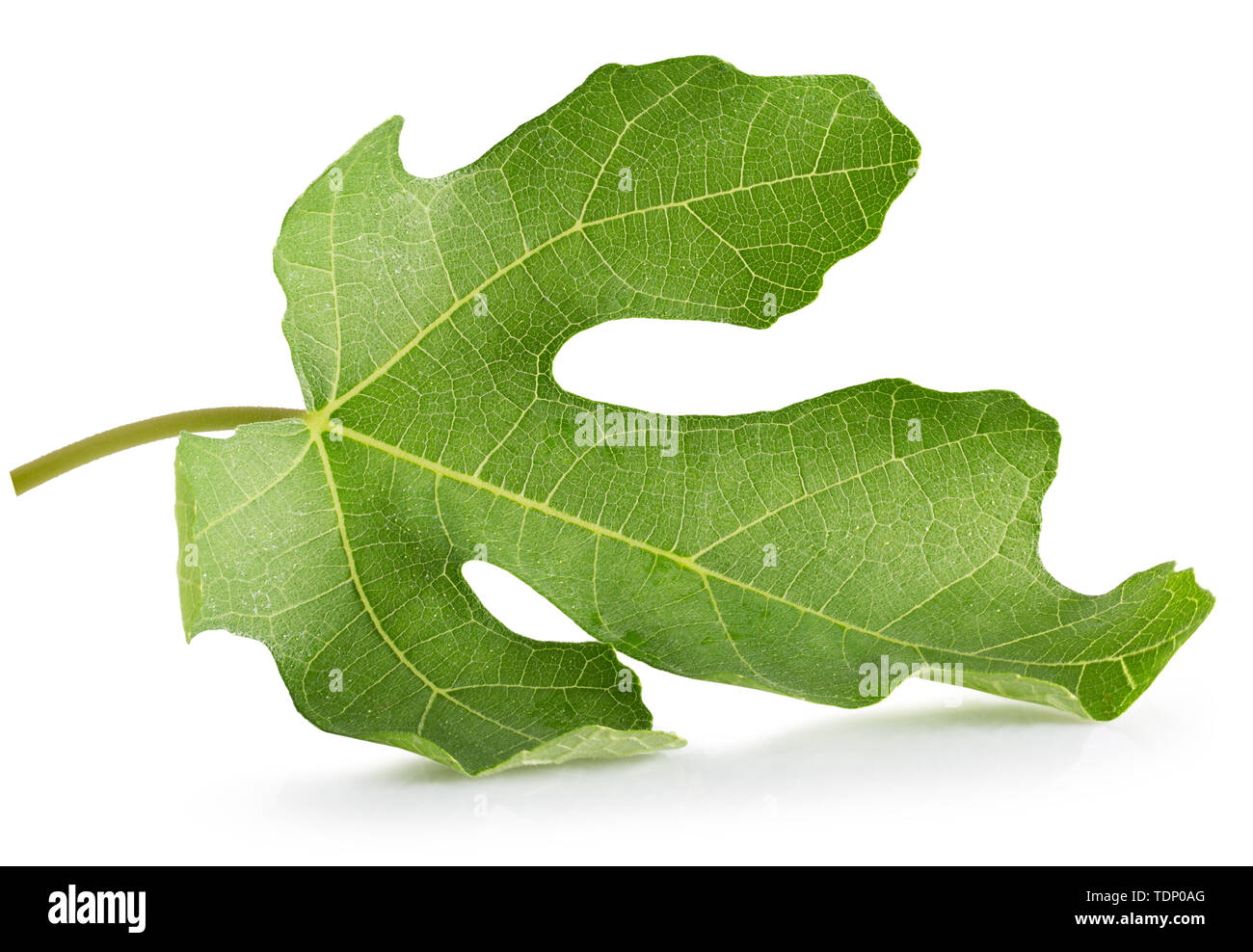 fig leaf isolated on a white background Stock Photo - Alamy