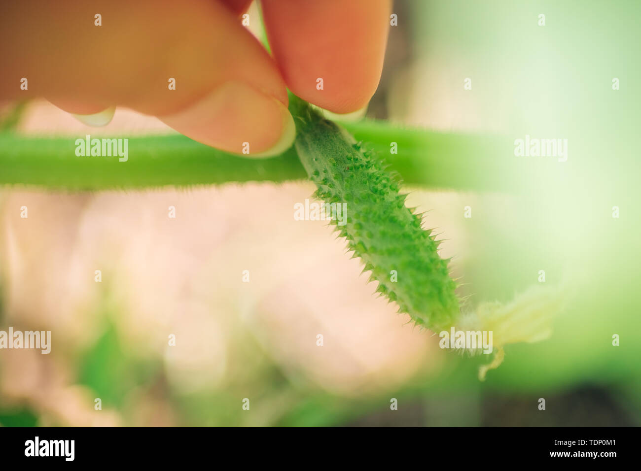 Harvesting cucumber garden hi-res stock photography and images - Alamy