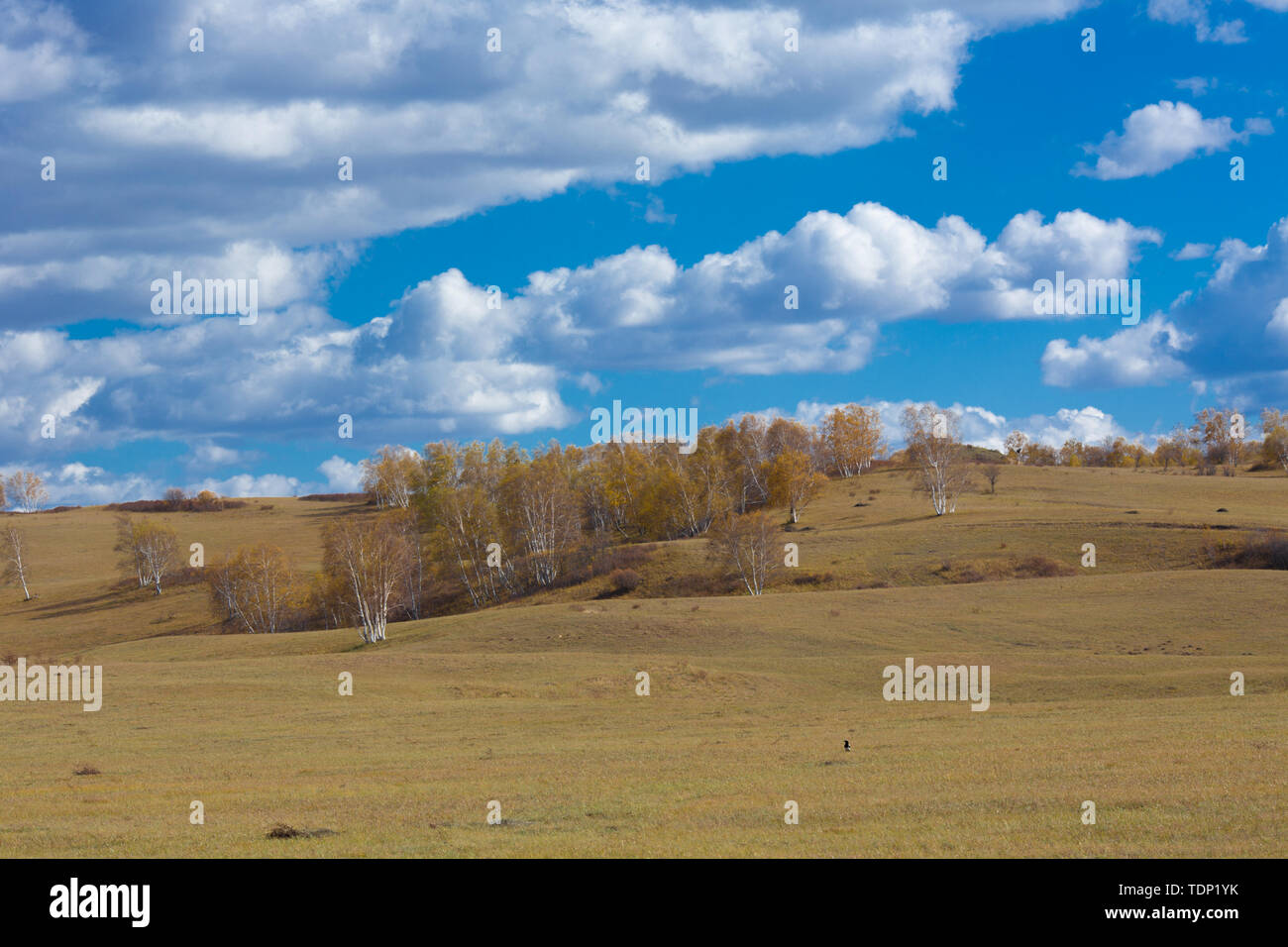 The wind on the barnacles Stock Photo - Alamy