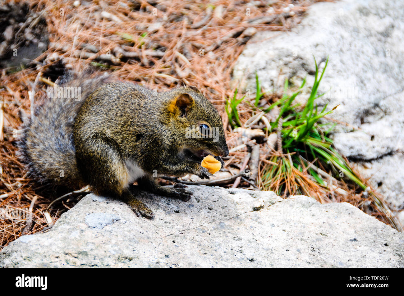 Squirrels of china hi-res stock photography and images - Alamy