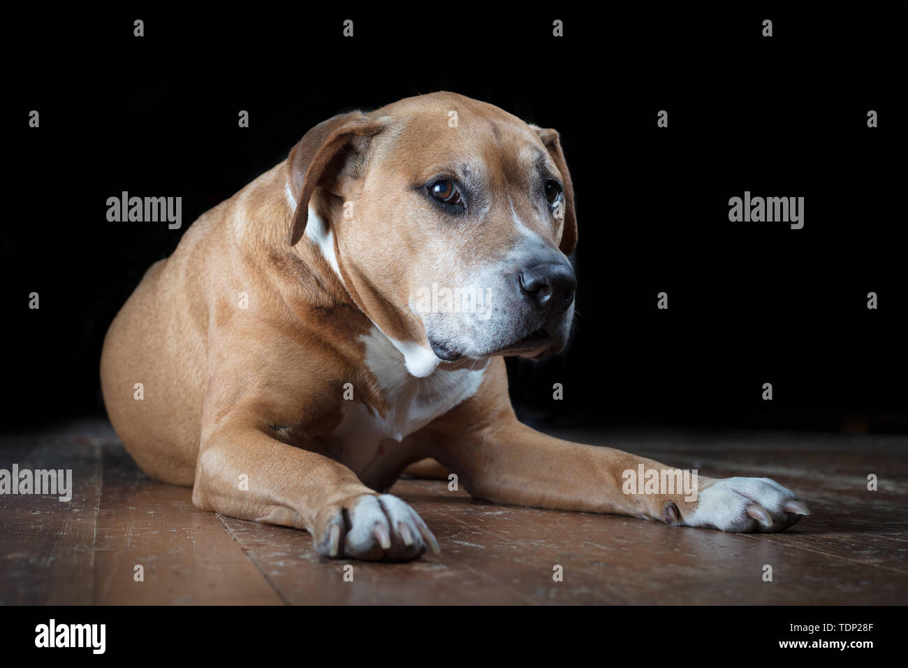 Bitbull hi-res stock photography and images - Alamy