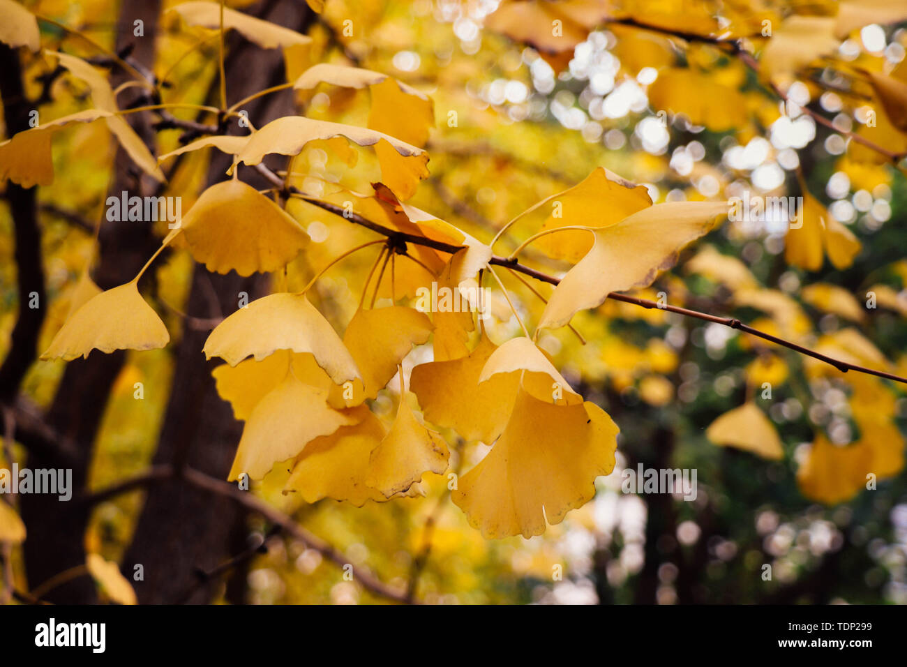 Ginkgo trees in the winter hi-res stock photography and images - Alamy