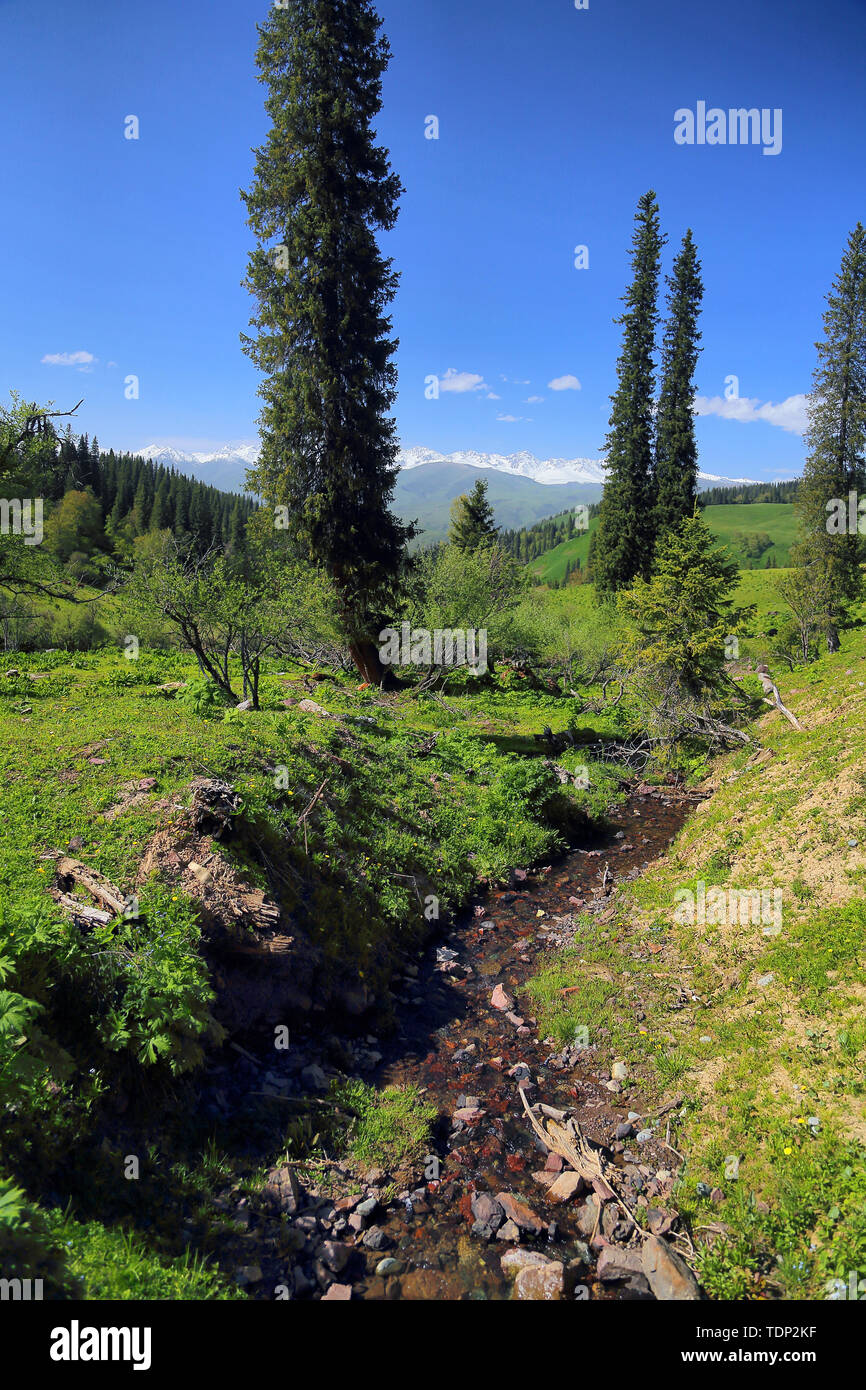 Scenery of Narati Prairie in Yili, Xinjiang Stock Photo - Alamy