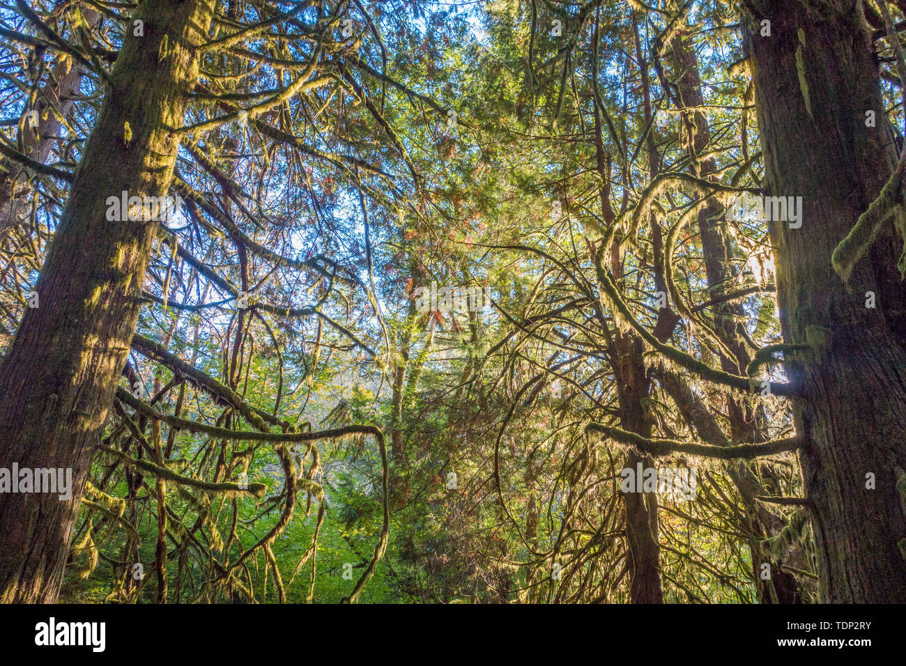 Conifers and jungle roots wild traces of wild trees hi-res stock ...