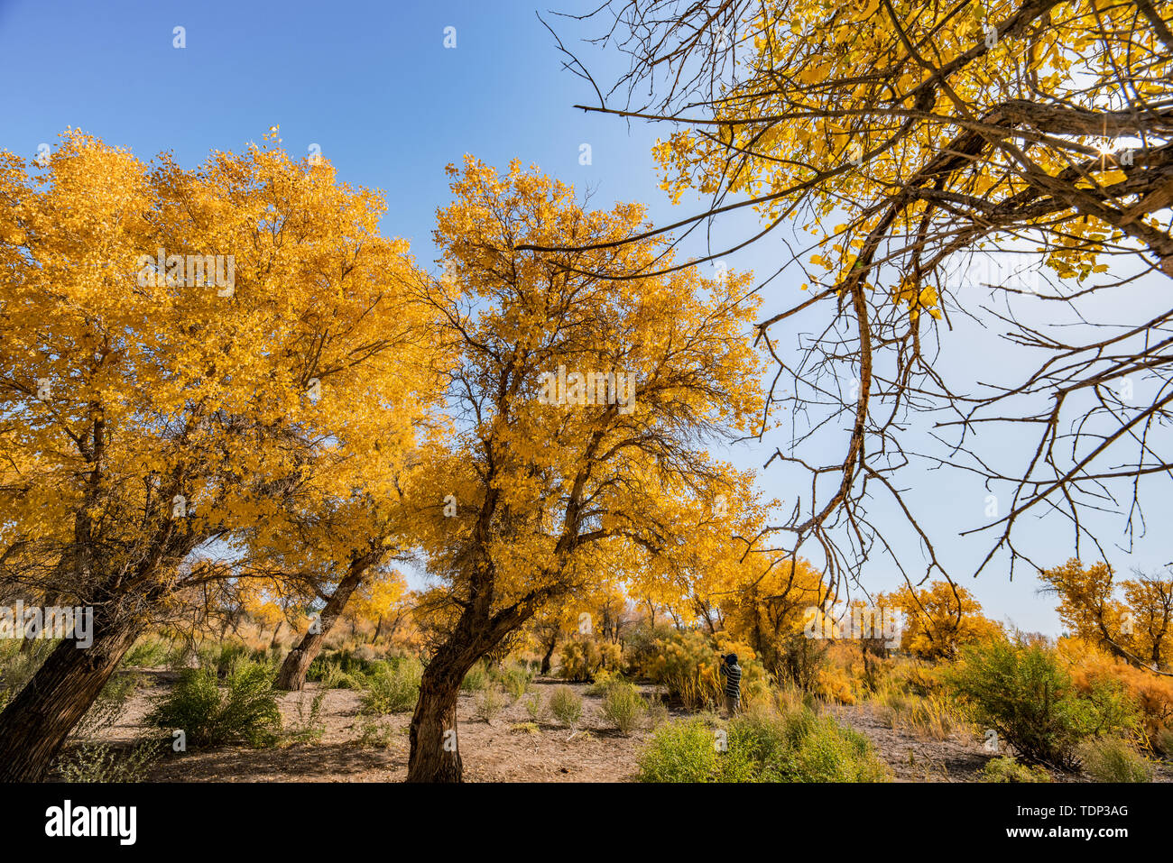 Poplar in the wind and sand Stock Photo - Alamy