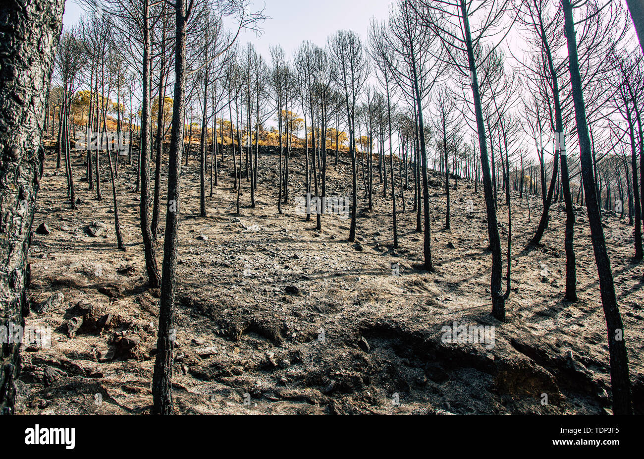 Burned to a cinder hi-res stock photography and images - Alamy