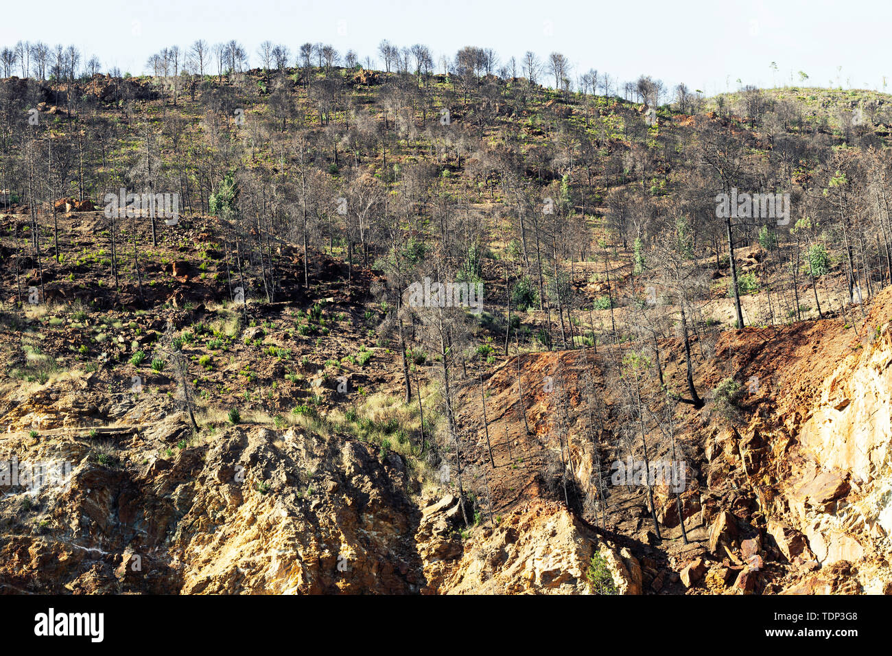 Less than a year after a devastating forest fire, new growth begins to ...