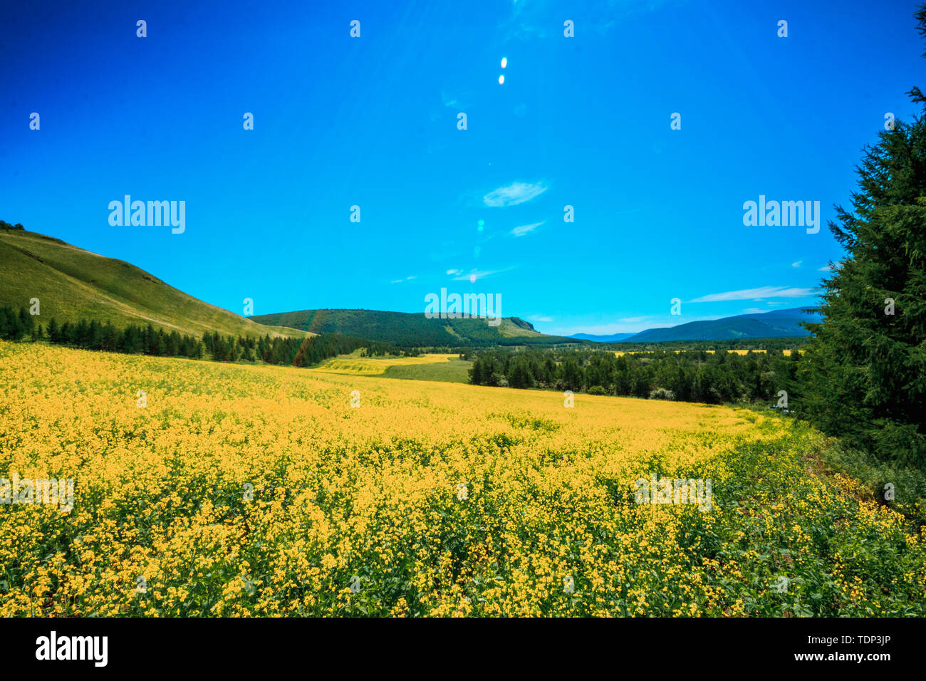 The flowers and grass of Alshan Stock Photo - Alamy