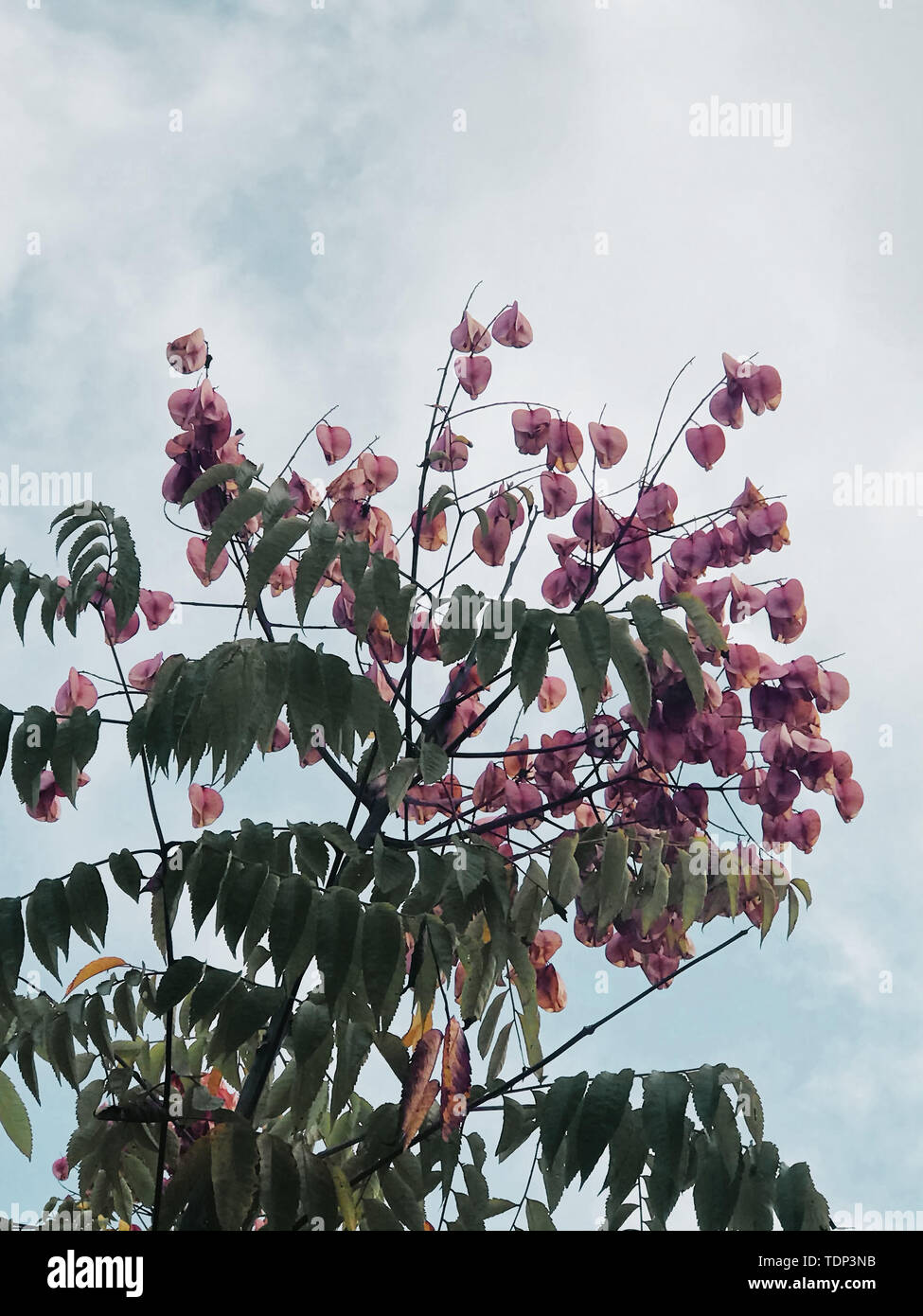 Luan trees trees trees hi-res stock photography and images - Alamy