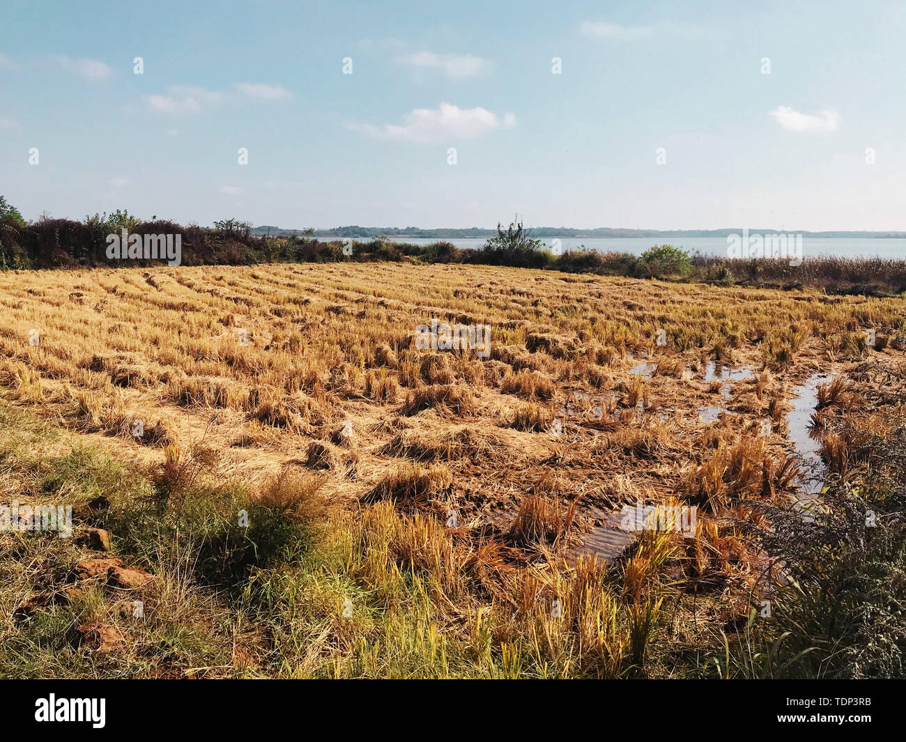 Rice fields after the autumn harvest Stock Photo - Alamy