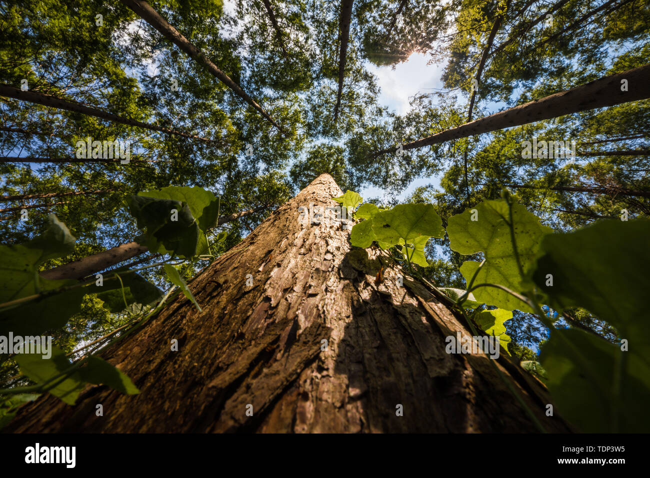 Park wetland baoying yangzhou sunny day trees green plants hi-res stock ...