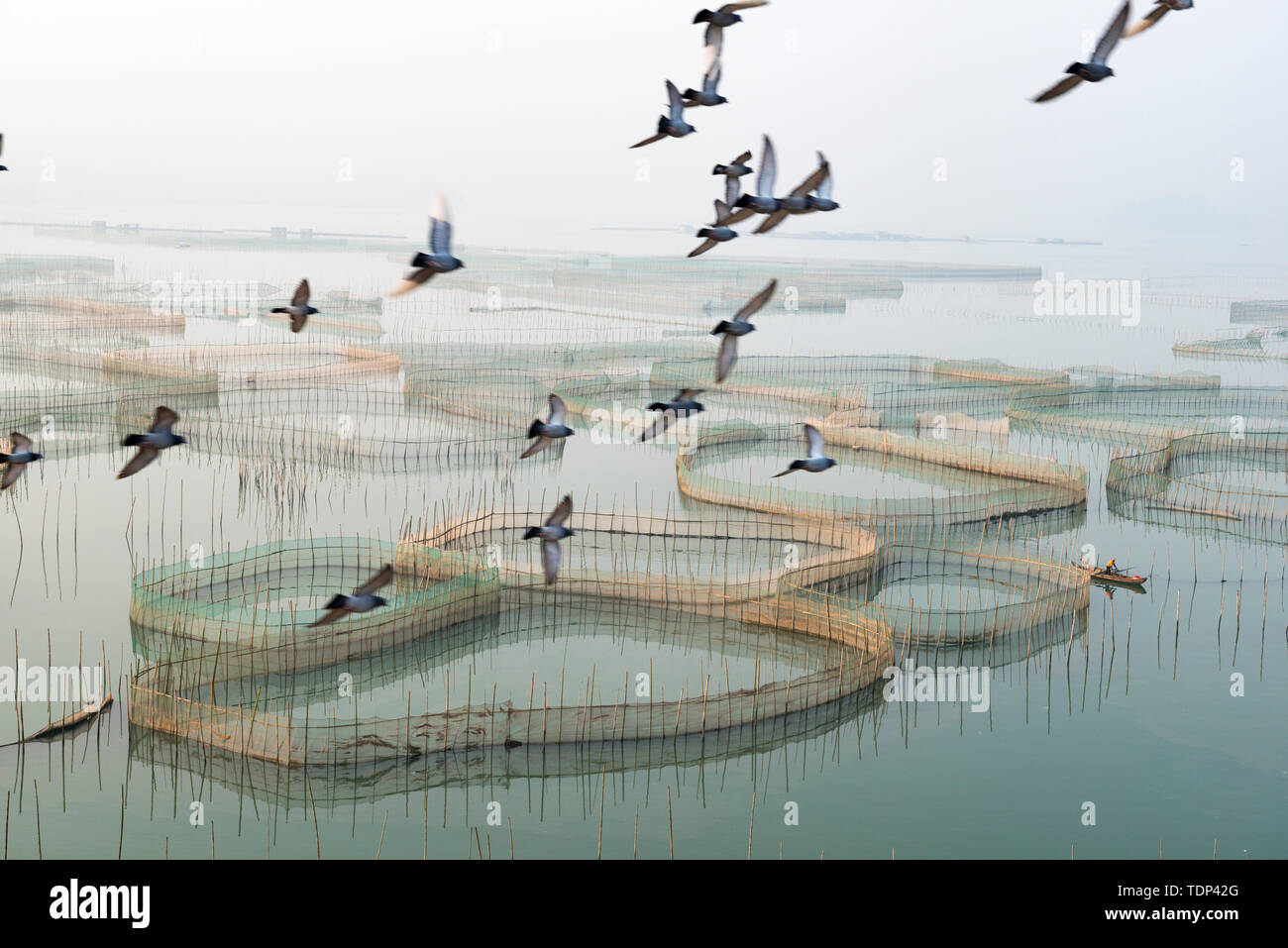 Marine aquaculture fence in Fuan County Stock Photo - Alamy