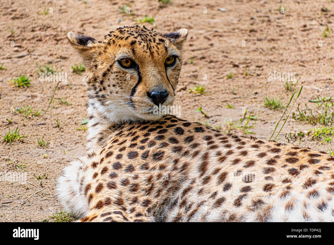 Portrait view of a female Cheetah's head Stock Photo - Alamy
