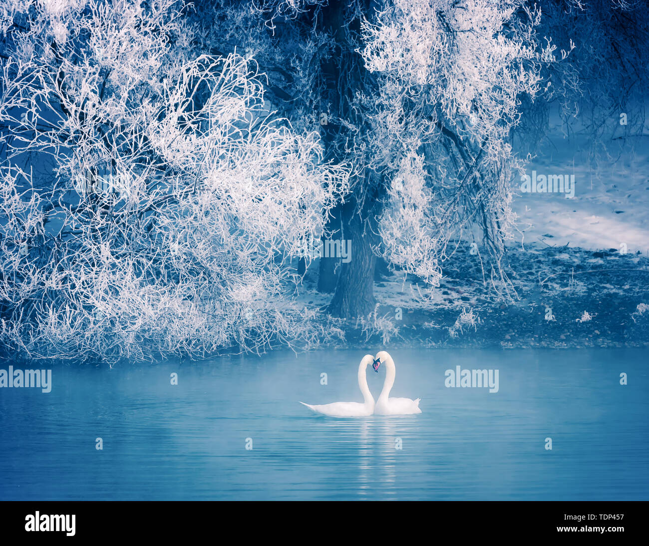Swan spring scenery in Yili, Xinjiang Stock Photo - Alamy