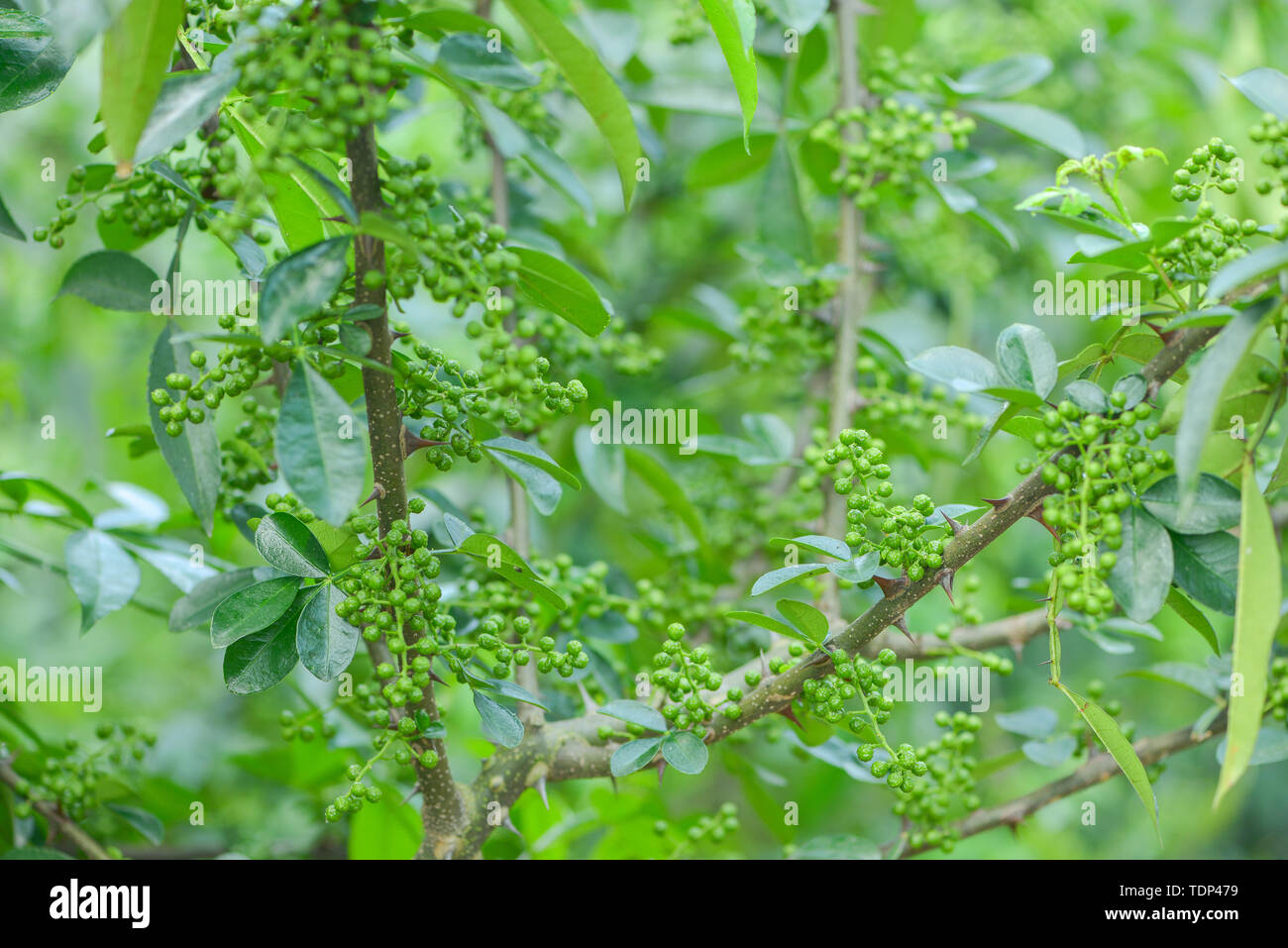 Pepper rattan pepper branch close-up HD large picture Stock Photo - Alamy