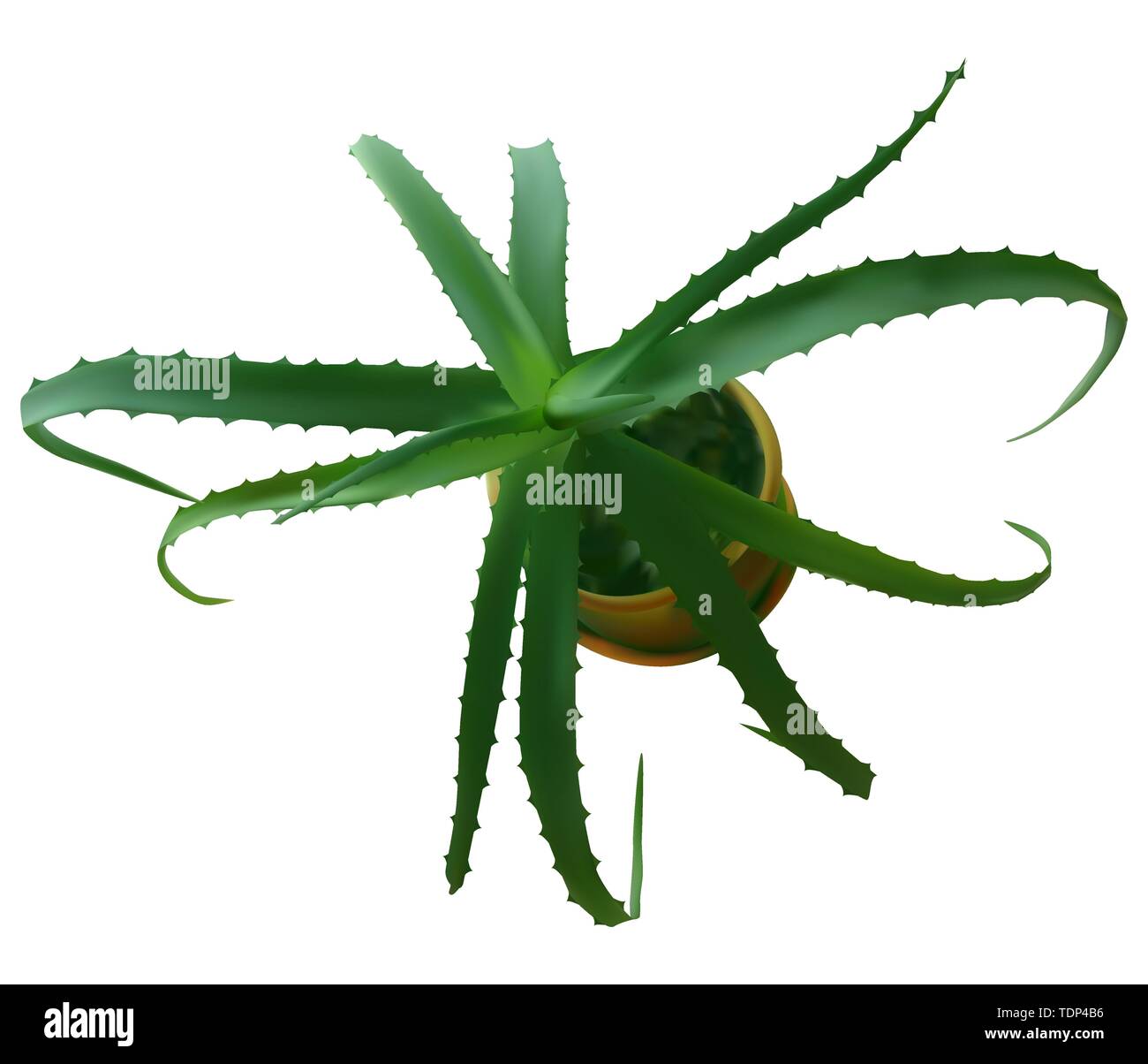 Aloe vera leaf plant icon. Realistic illustration of aloe vera leaf ...
