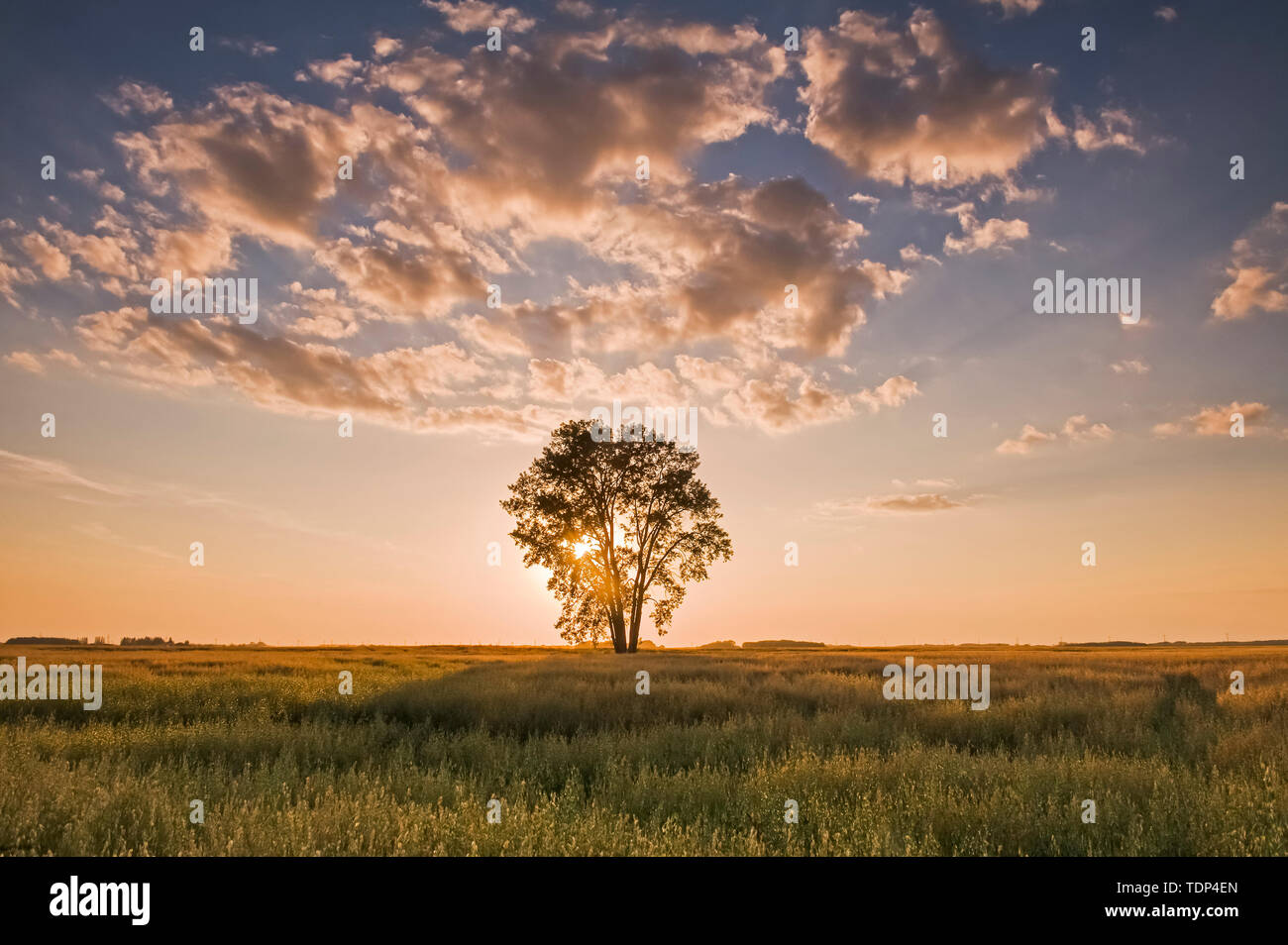 Oat tree hi-res stock photography and images - Alamy