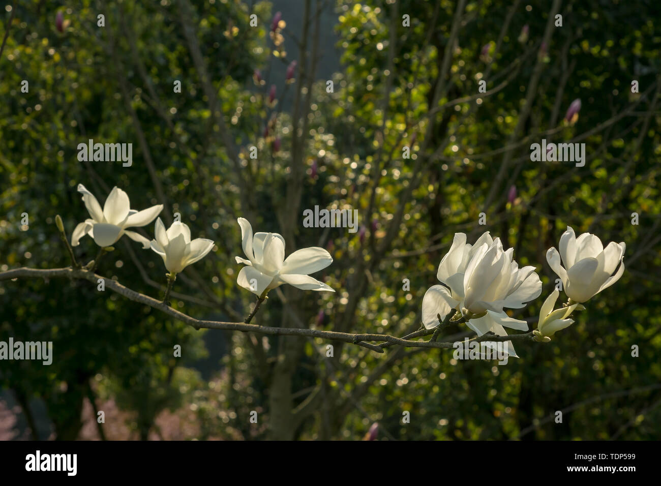 Spring Magnolia Cherry Blossom Sunshine Stock Photo - Alamy