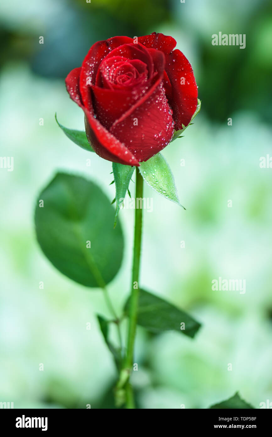 In daily life, roses are the general term for a series of flamboyant ...