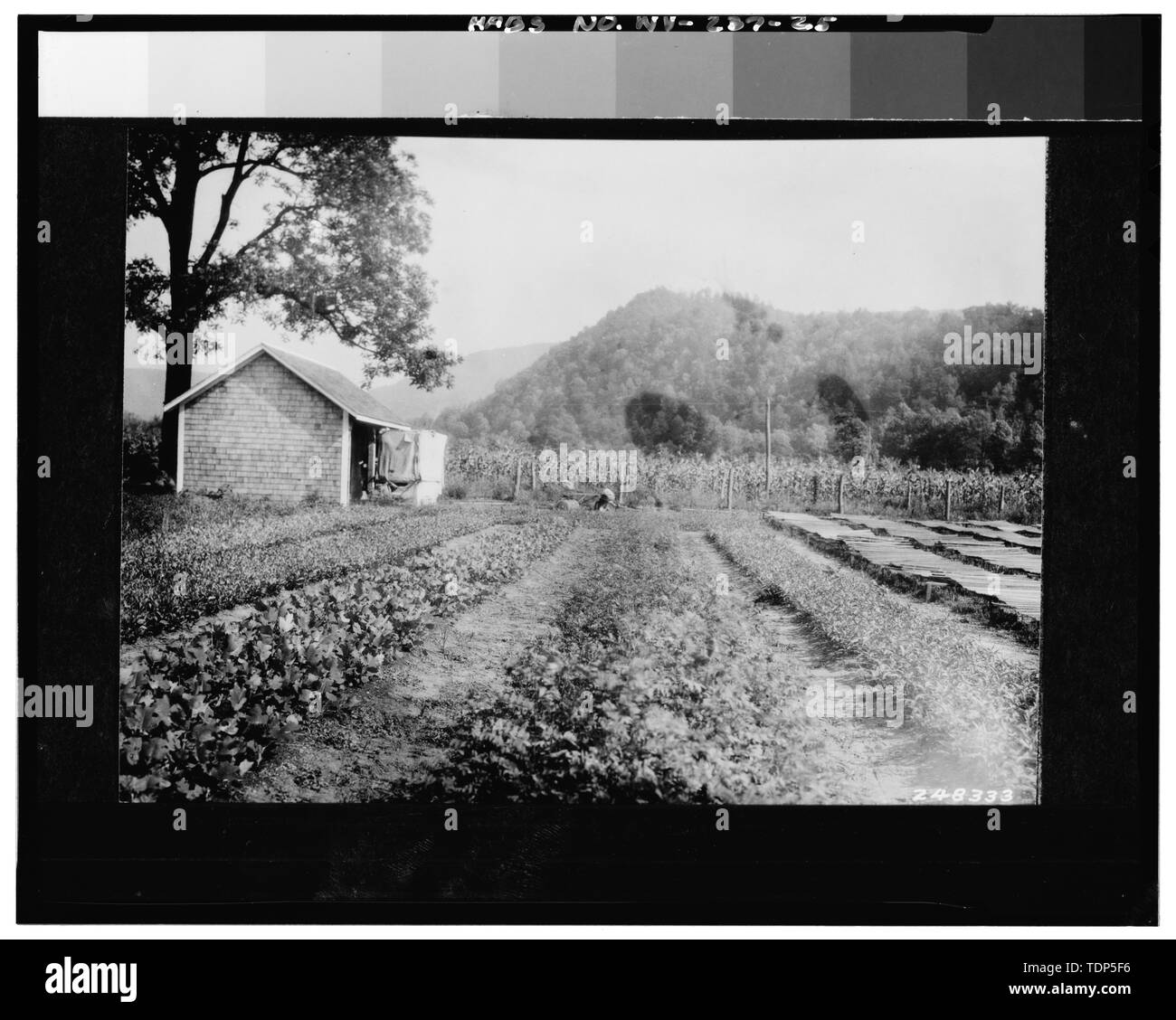 Seedlings nurseries Black and White Stock Photos & Images - Alamy