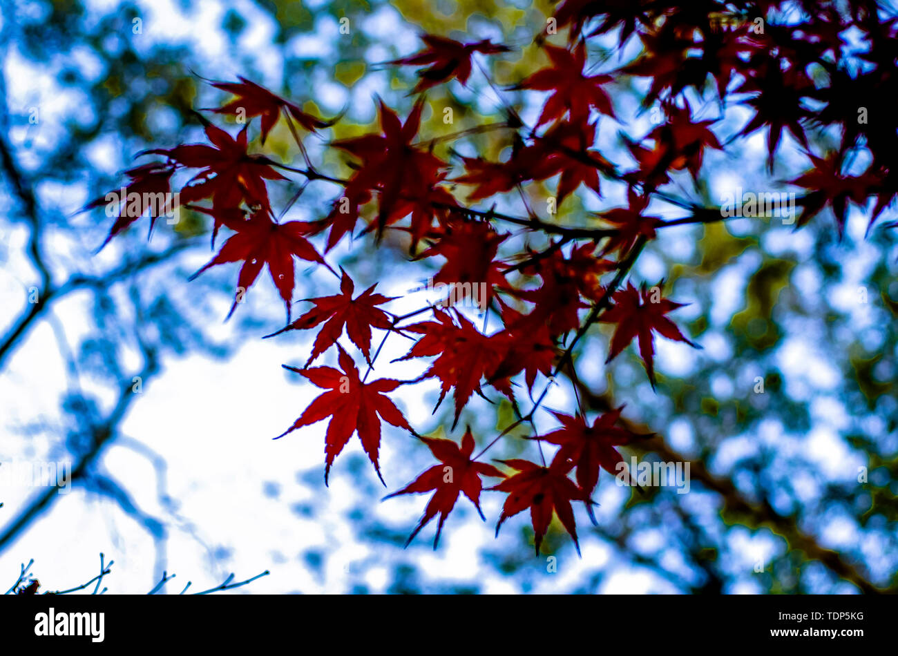 Autumn color of Huqiu, Suzhou Stock Photo - Alamy