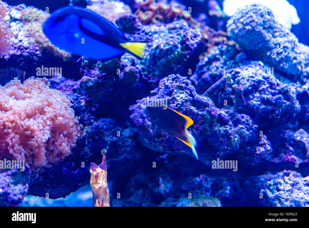 Coral group tropical fish Stock Photo - Alamy