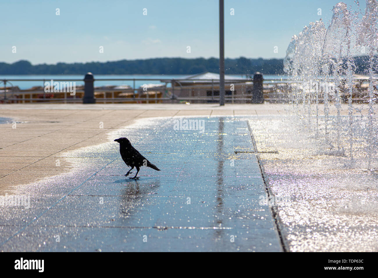 Crow fluffy feather wings hi-res stock photography and images - Alamy