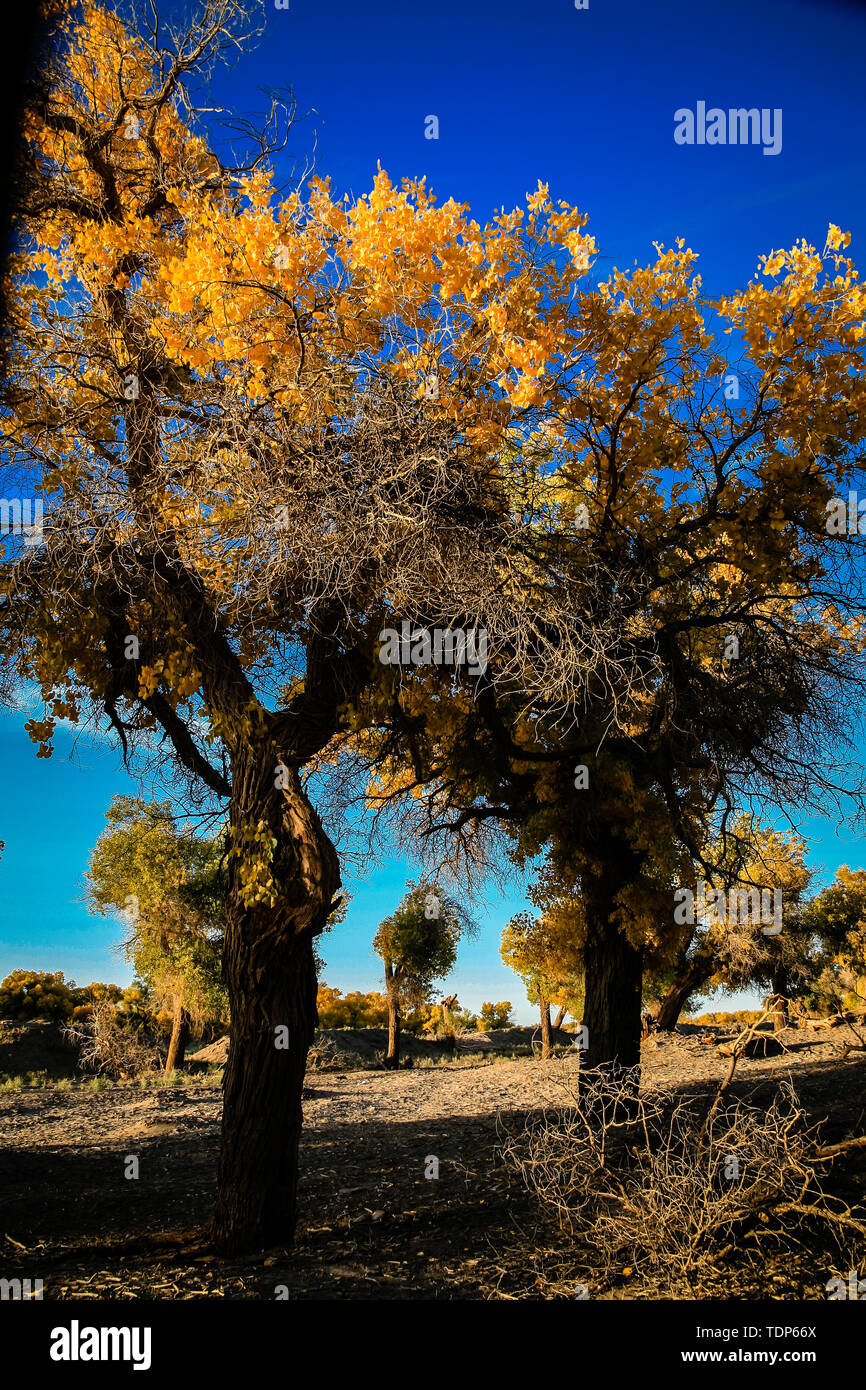 Poplar Scenery in the Blue Sky Desert of Ejina, Inner Mongolia Stock ...