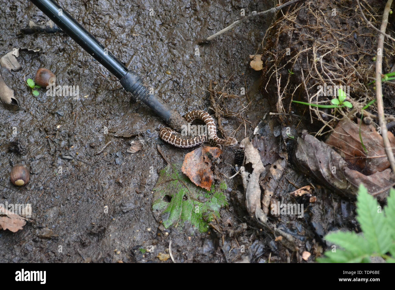 small snake which was crushed with a cane to the ground Stock Photo - Alamy