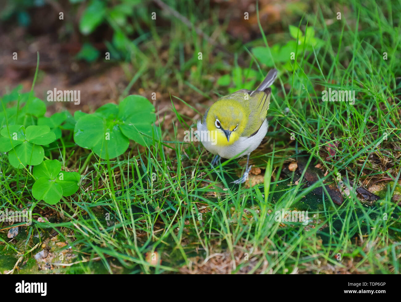 Sparrow flowers and lovesick birds Stock Photo - Alamy
