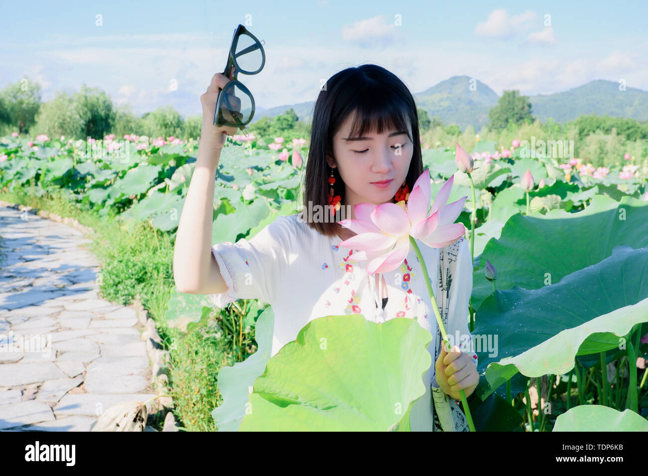 Picking lotus flowers hi-res stock photography and images - Alamy