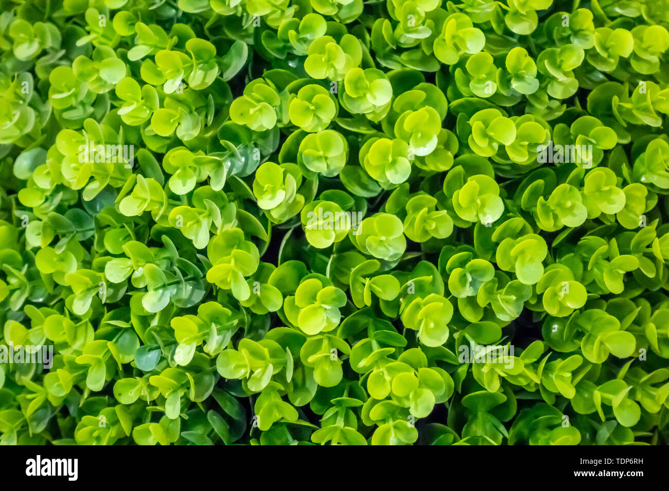 A large green four-leaf grass Stock Photo - Alamy