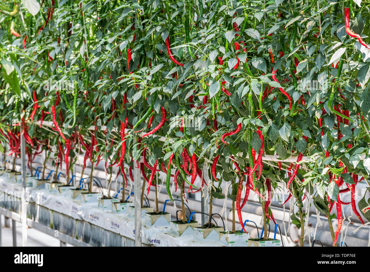 Three-dimensional planting of chili peppers, filmed at Shandong ...