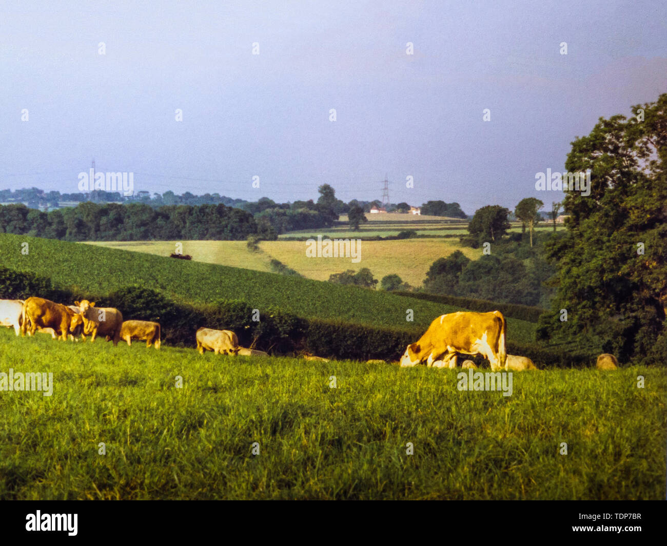The pastoral landscape of England Stock Photo - Alamy